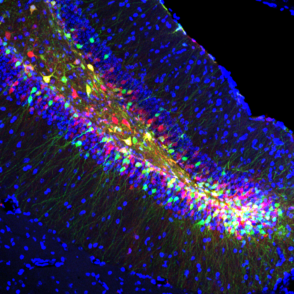 James R. Howe VI – Neuroscientist, Writer